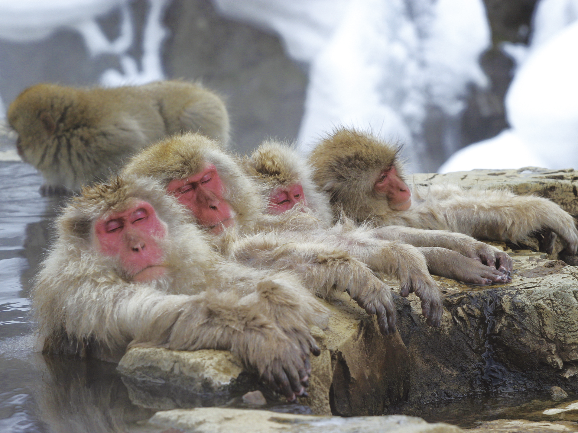 [英語を活かす] 世界に誇る“Japow”の魅力を届けませんか？インバウンドスキー旅行の予約・手配業務スタッフ募集！-「やまとごころキャリア」